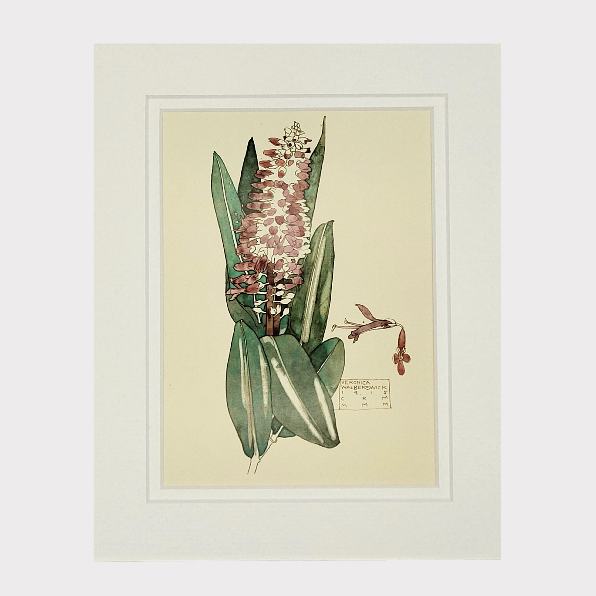 Mackintosh Veronica Print – University of Glasgow